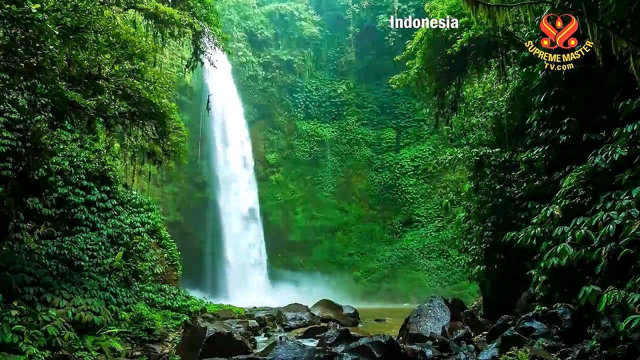 Indonesia Sumatra Rainforest Borneo And Sumatra | WWF | World Wildlife