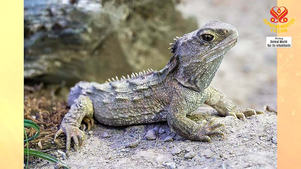 Parietal Eye Tuatara