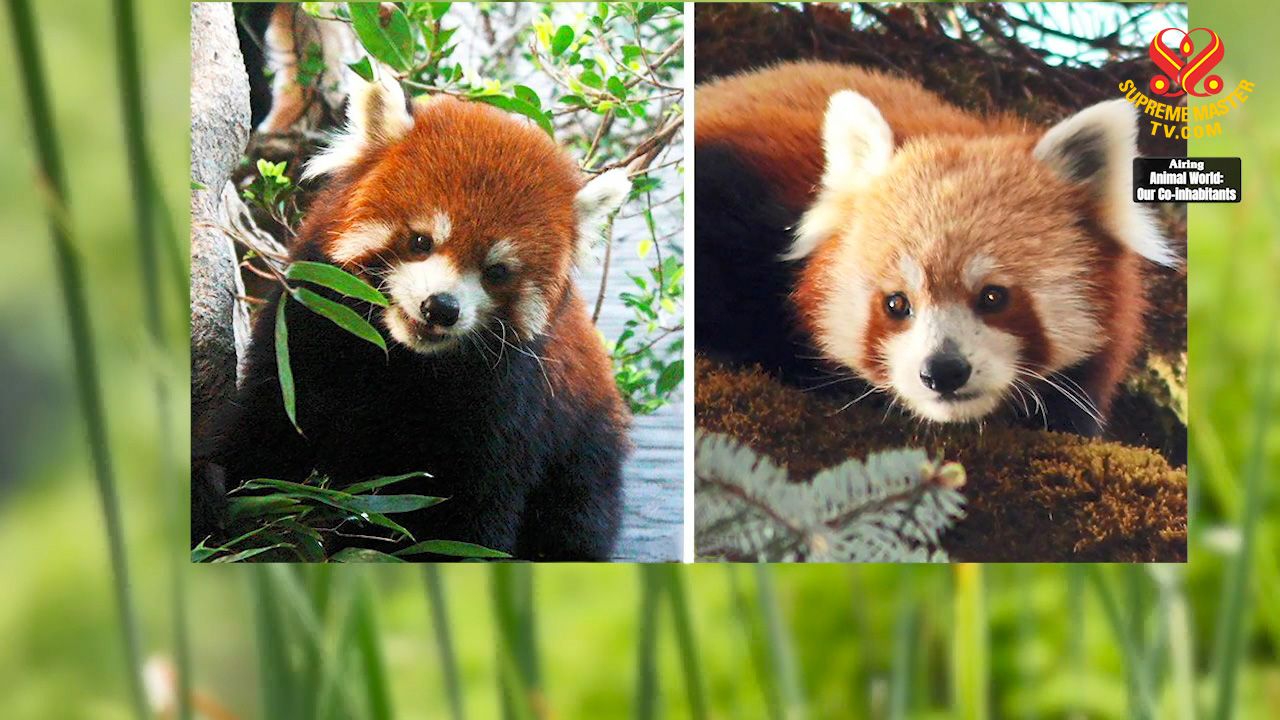 The Cutest Red Panda In The World Adorable Red Panda Bear On Tree