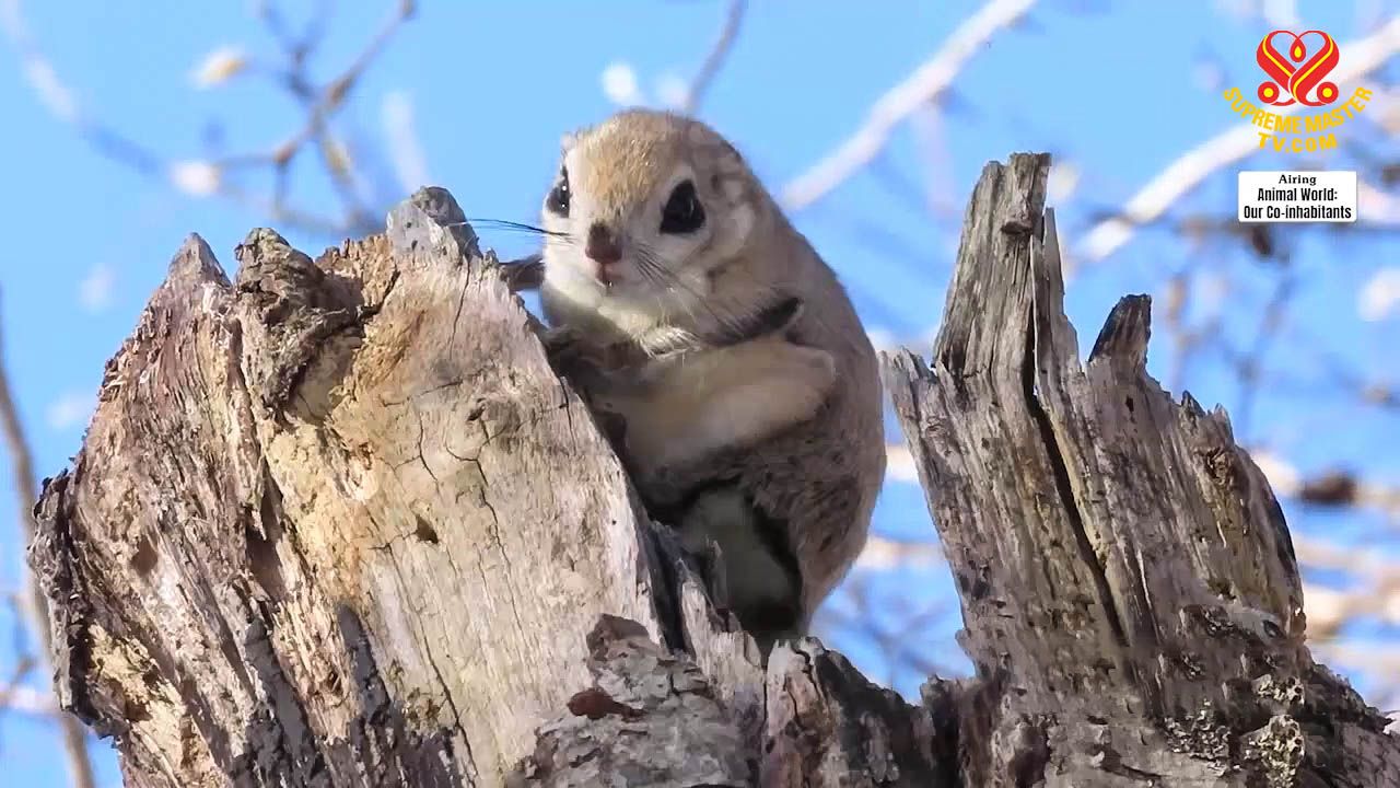 Japanese Flying Squirrel Flying
